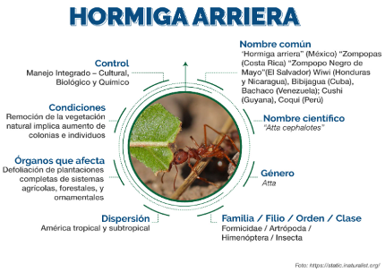 METODOS DE CONTROL PARA LA HORMIGA ARRIERA. | Palmera Junior