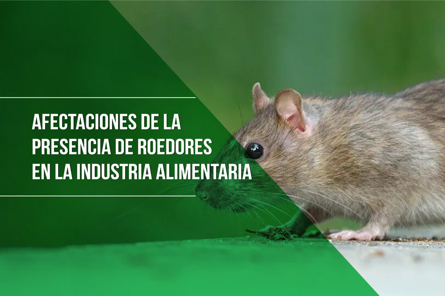 Principales afectaciones de la presencia de roedores en la industria ...