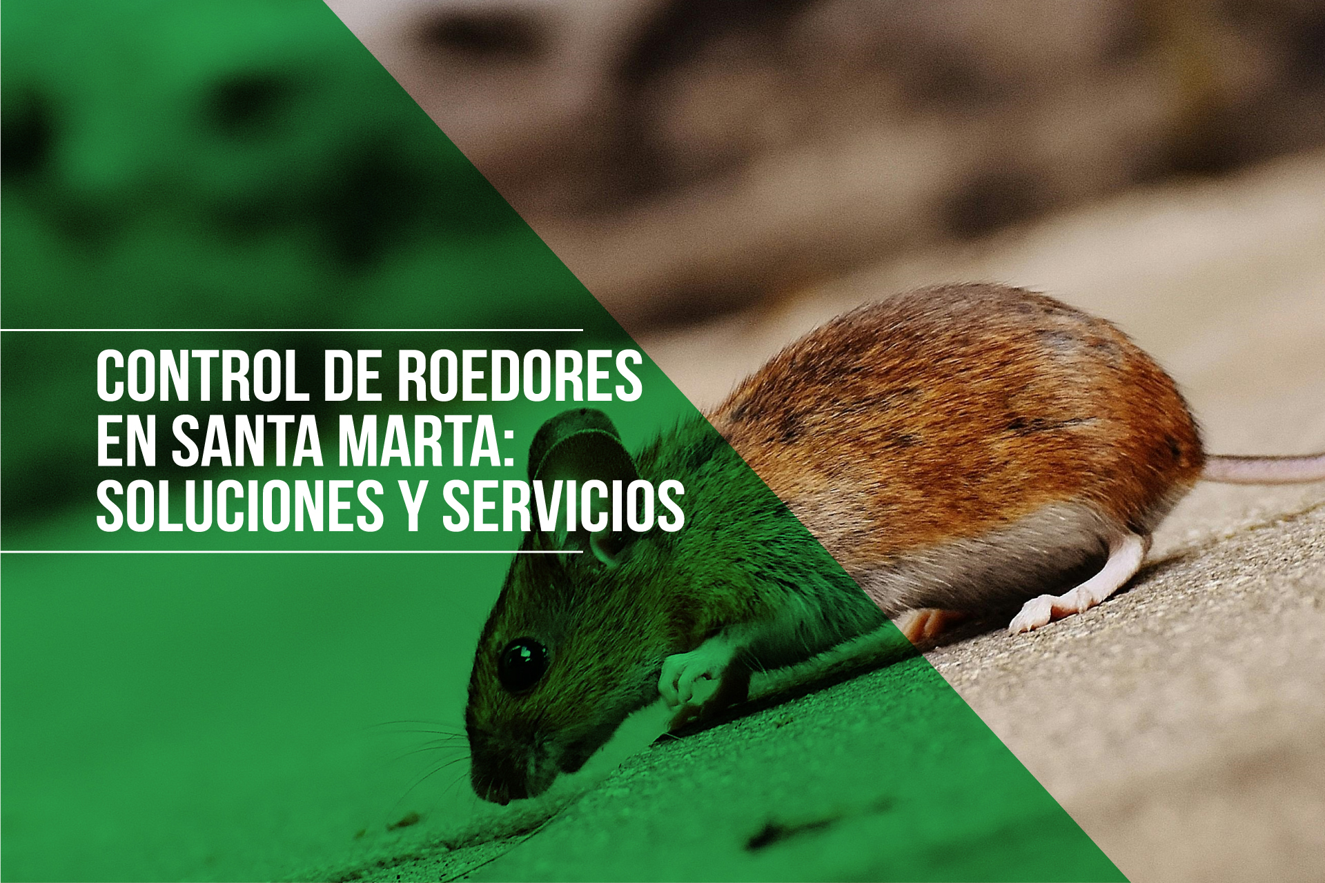 Control de Roedores en Santa Marta| Palmera Junior