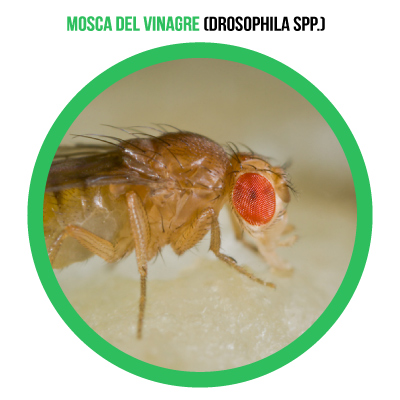 Moscas en Colombia: Especies, Plagas y Control Efectivo
