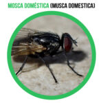 Moscas en Colombia: Especies, Plagas y Control Efectivo